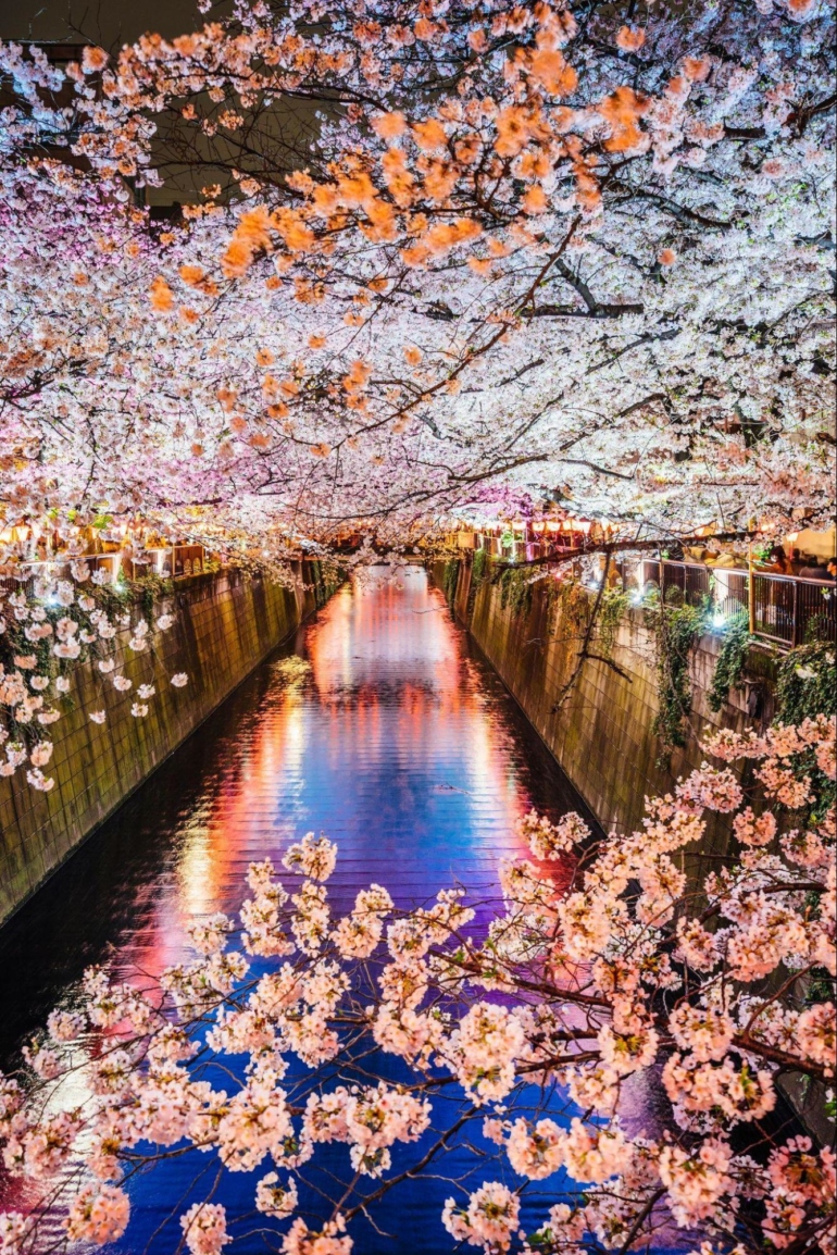 10 Best Places To See Cherry Blossoms In Japan | Check Out Now